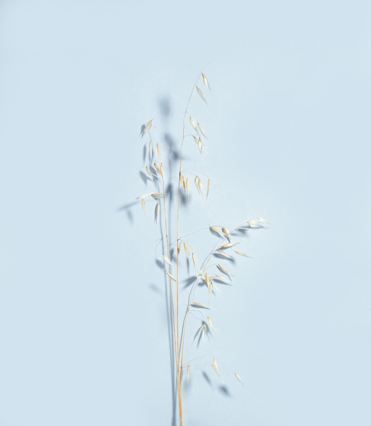 SOLID SHAMPOOS - KYDRA LE SALON